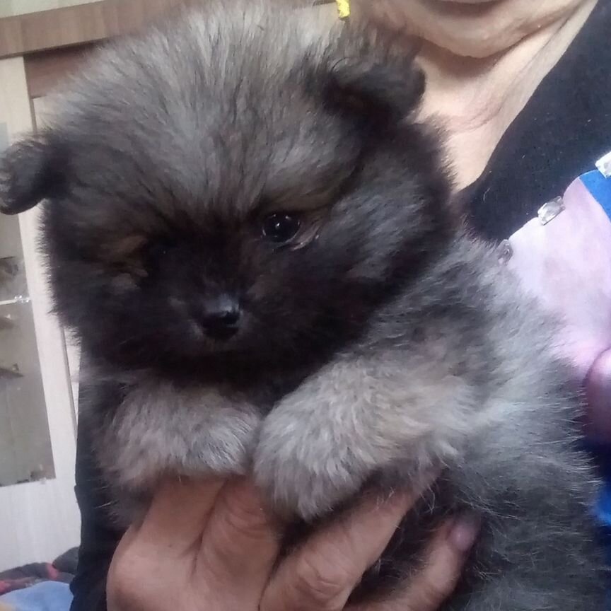 Милашки миняшки