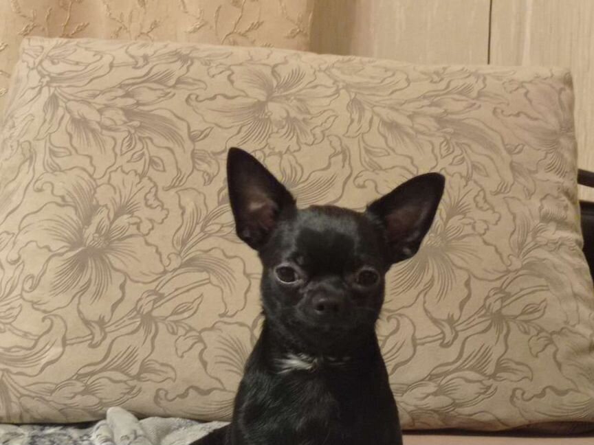 Вязка чихуахуа