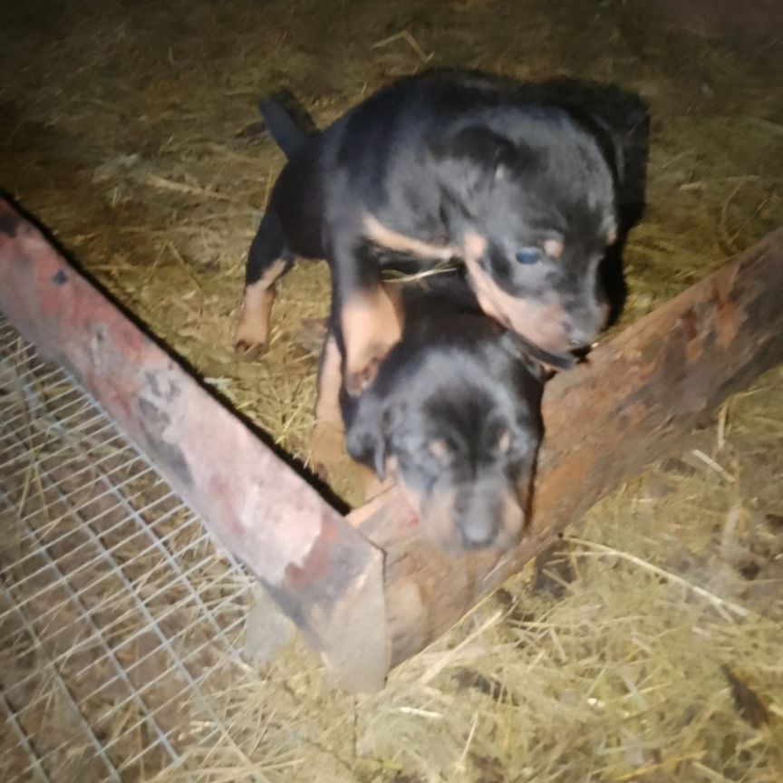 Ягдтерьер щенки