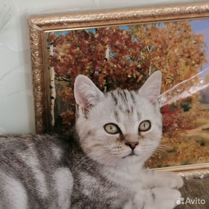 Мрамаренок