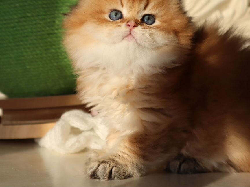 Британские котята золотая шиншилла,2м мальчик