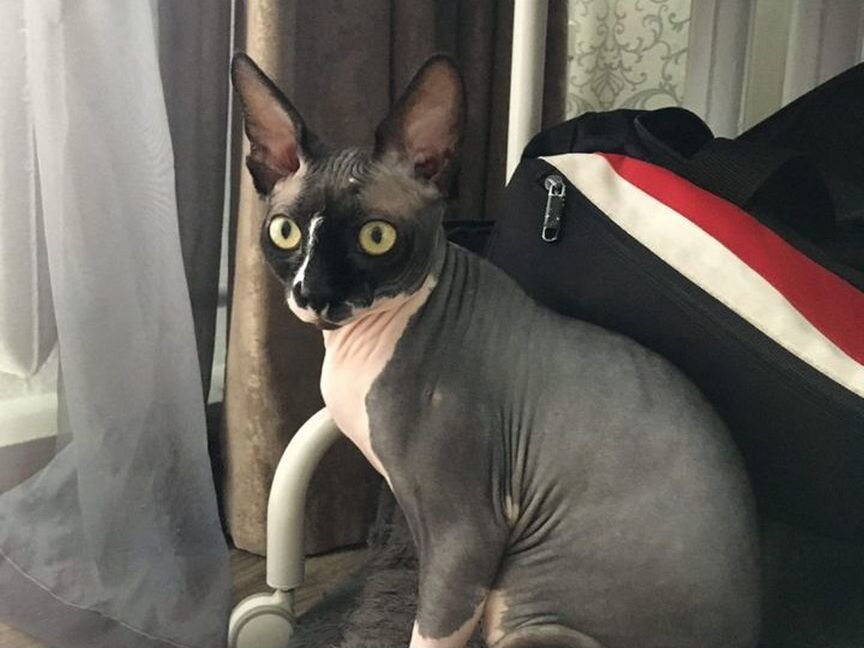 Канадский сфинкс (вязка)