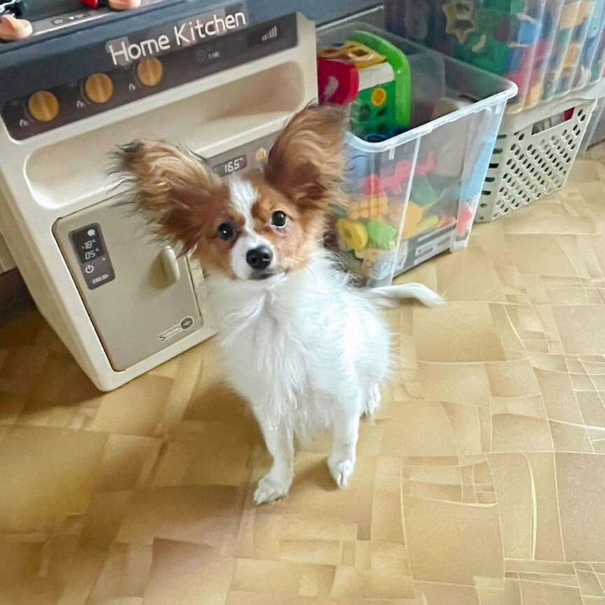 Щенок папийона