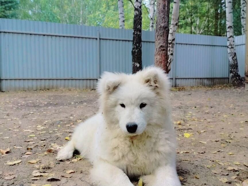 Самоедская лайка