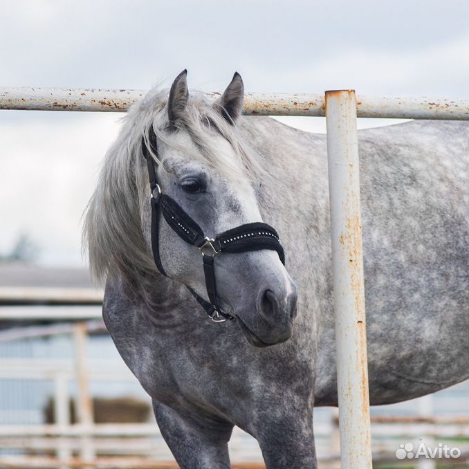 Молодая лошадь на продажу