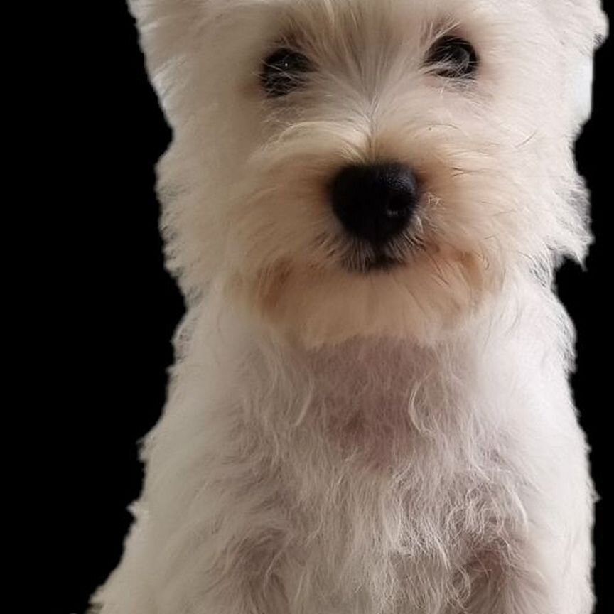 Вест хайленд уайт терьер