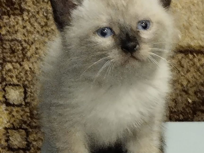 Кошки