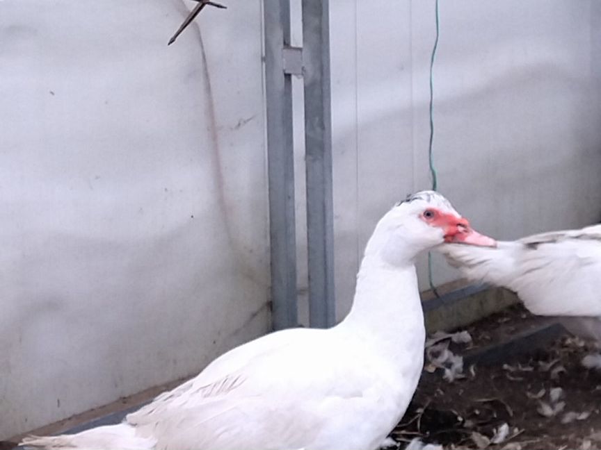 Индоутка мускусная утка