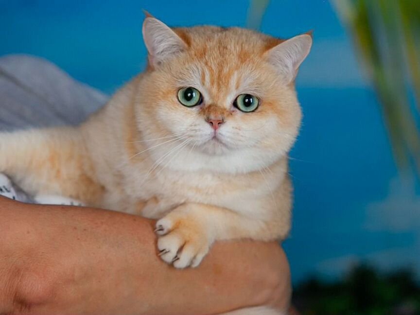 Племенной кот Ny12