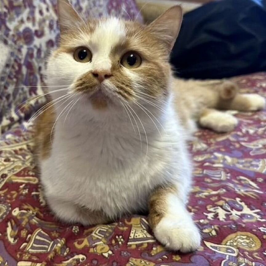 Плюшевая кошечка
