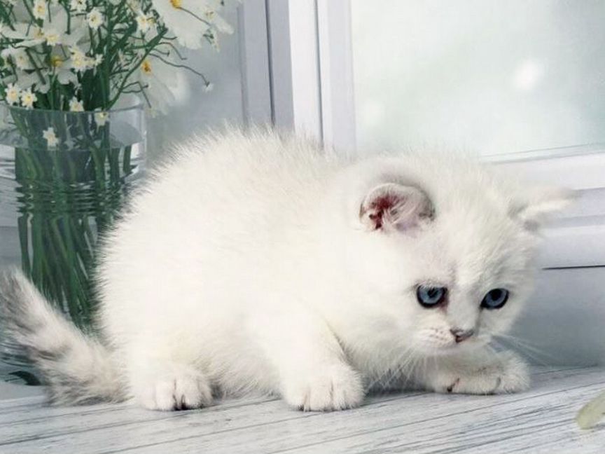 Котенок сереб. шиншилла