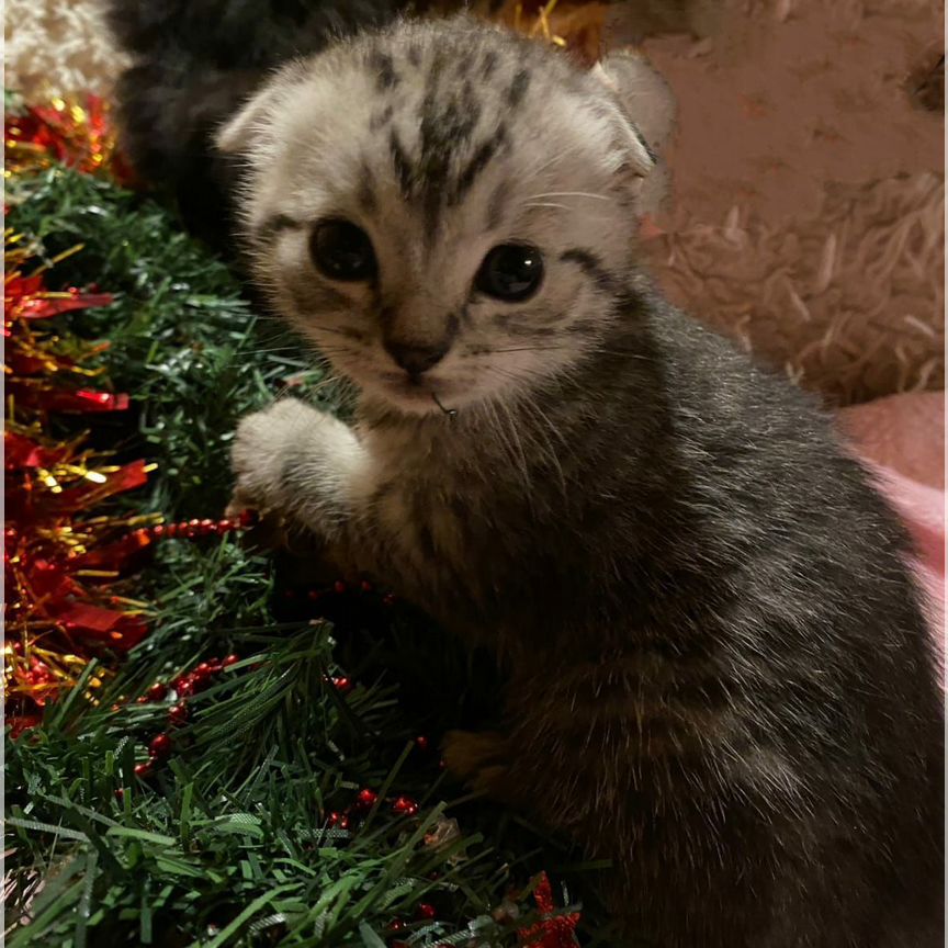 Шотландская вислоухая