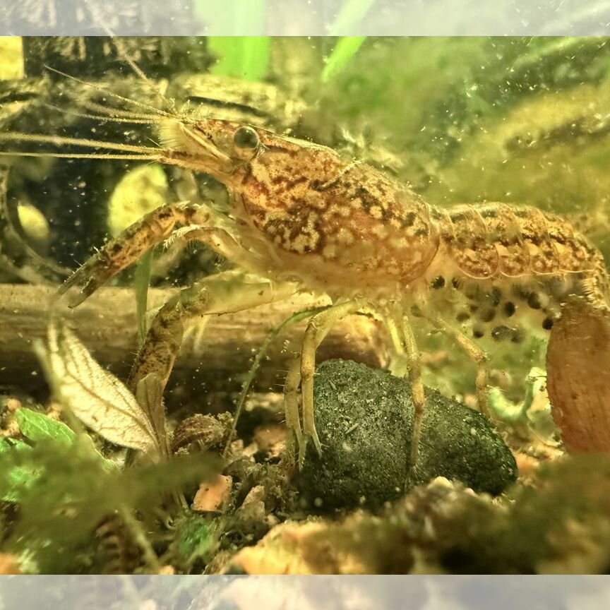 Мраморные раки