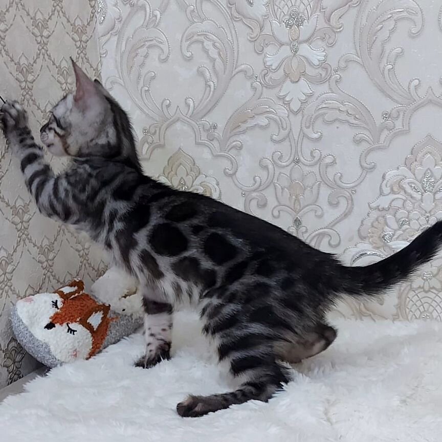 Бенгальские котята редких окрасов
