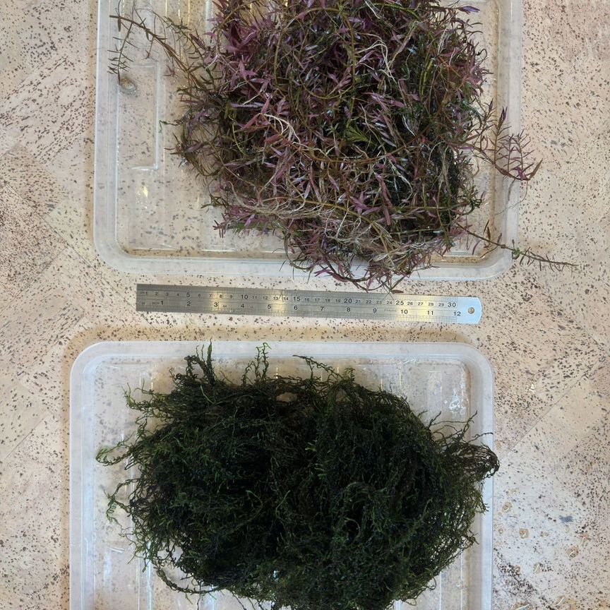 Аквариумная прополка