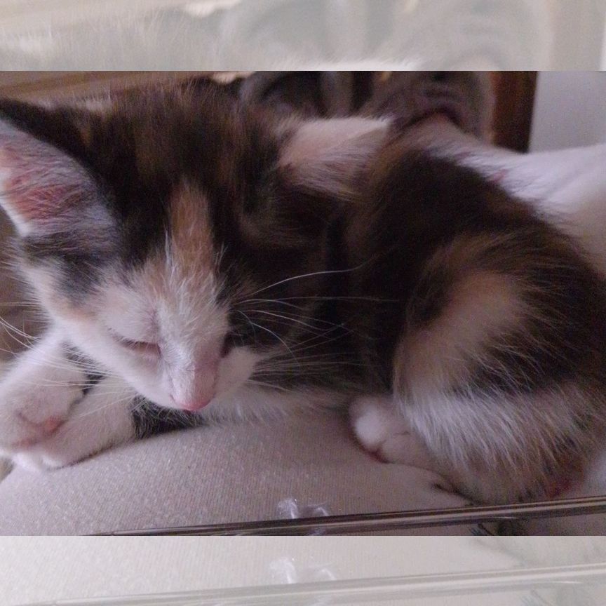 Сибирский котёнок