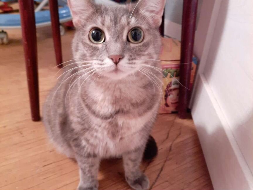 Кошка в дар бесплатно