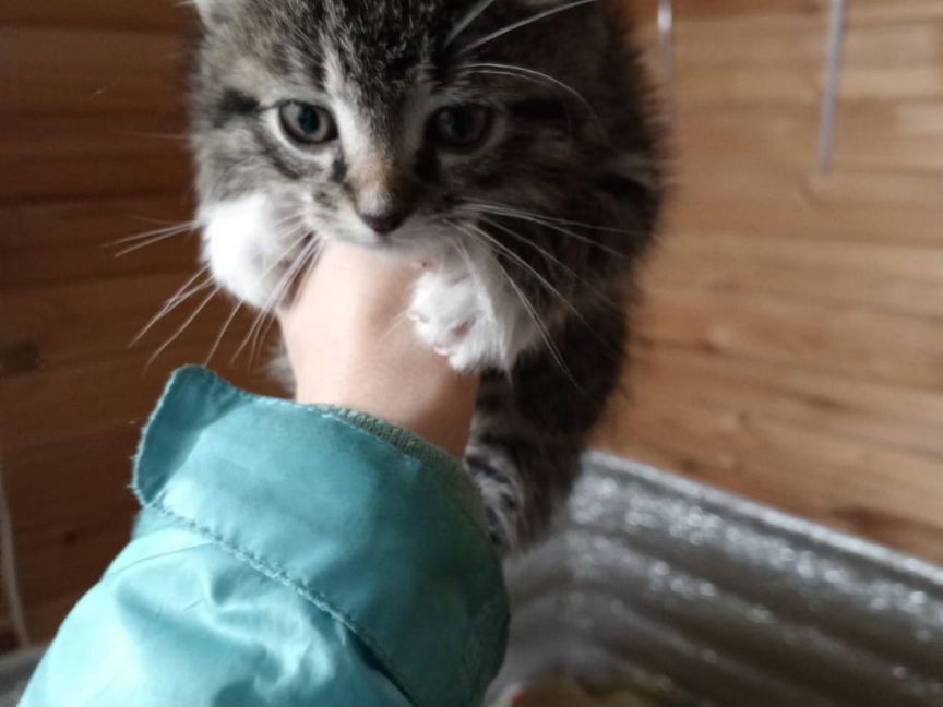 Сибирские котята в добрые руки