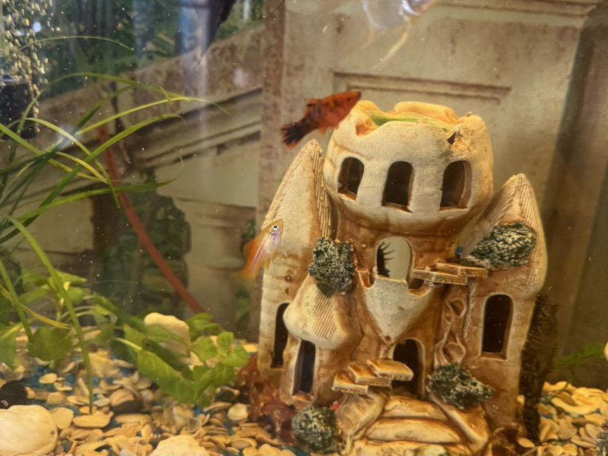 Рыбы - Месеносцы