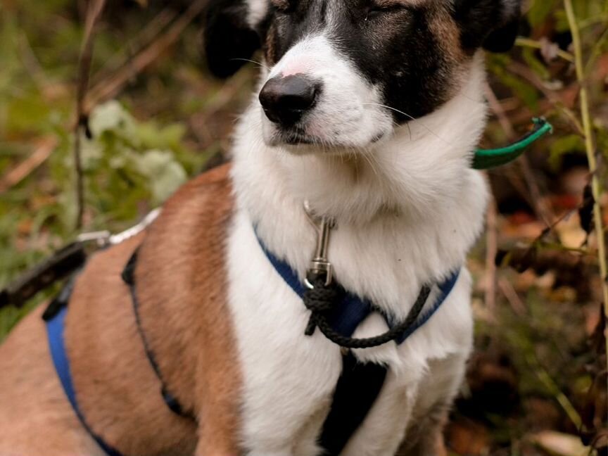 Щенок в поисках Семьи