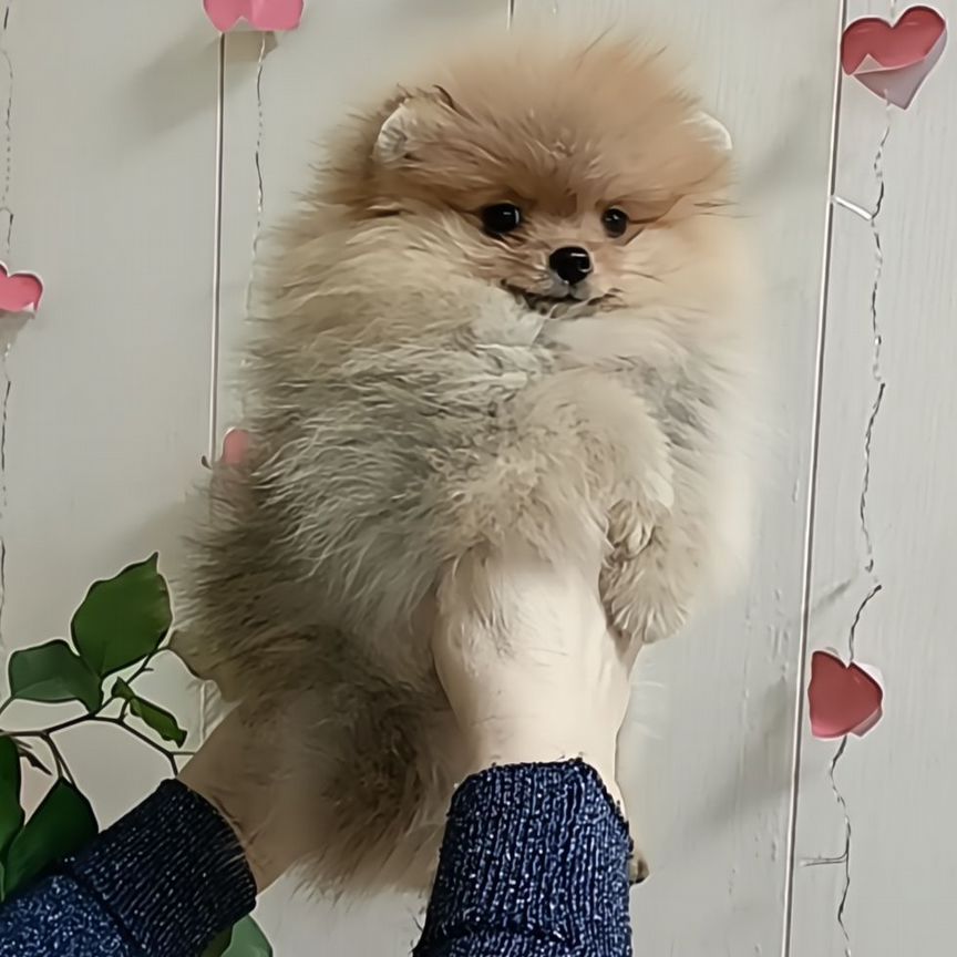 Померанский шпиц, щенок