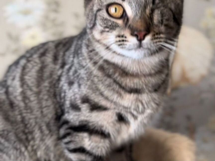 Ксюшечке очень нужен дом