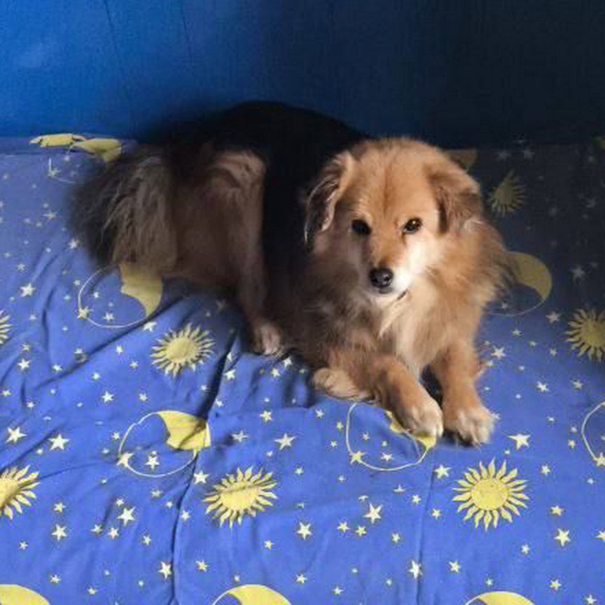 Взрослый пёс в добрые руки