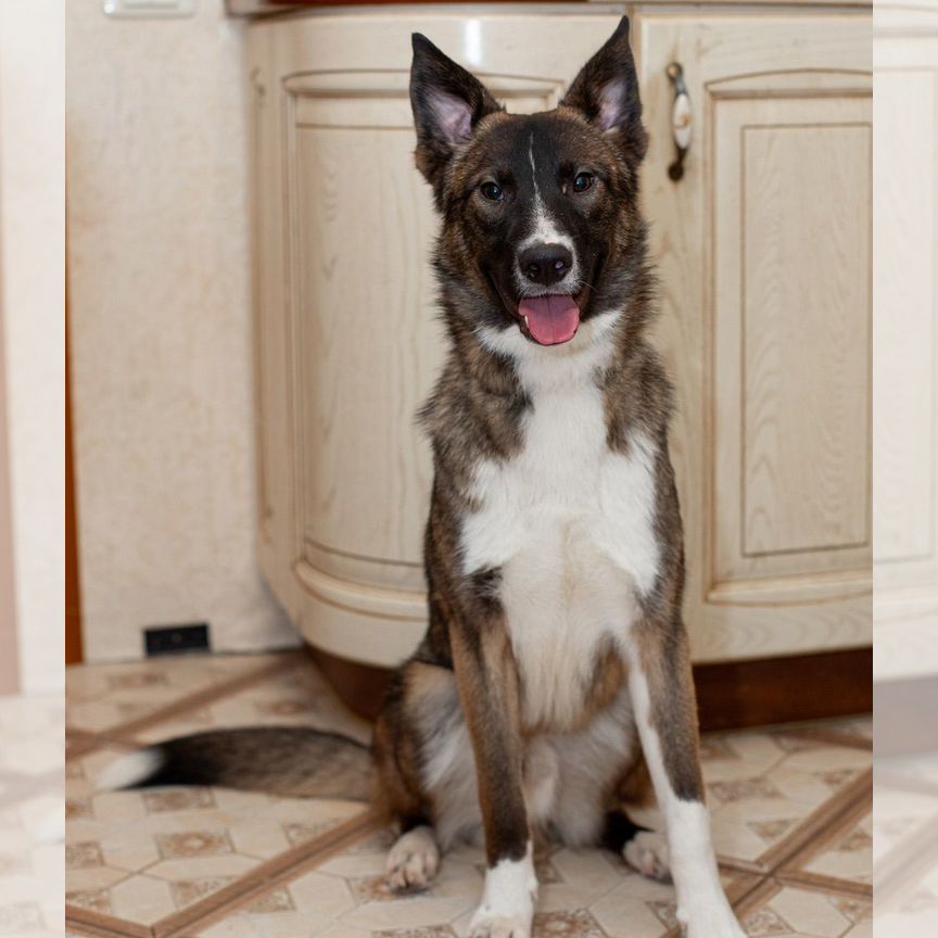 Собака для дома и семьи