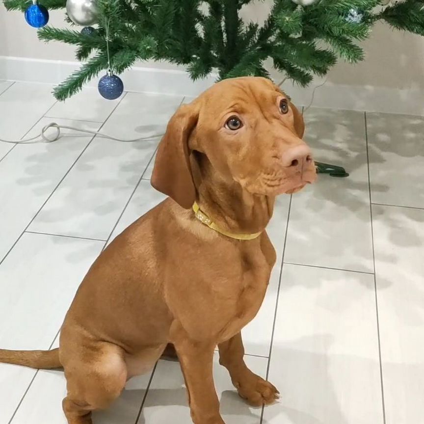 Девочка венгерская выжла