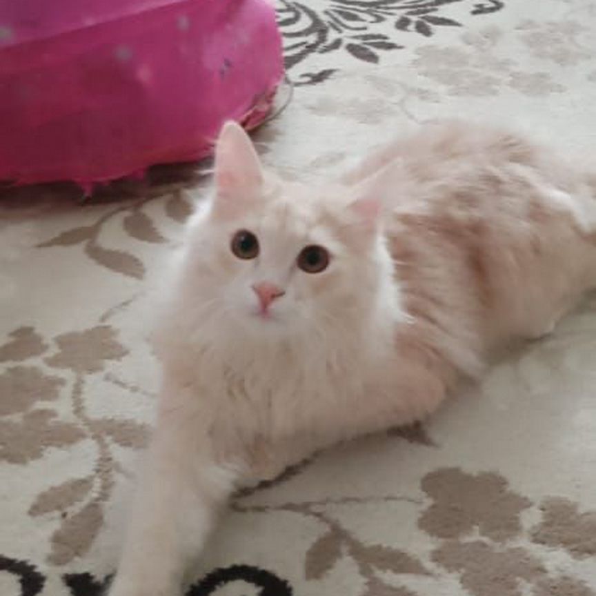Кошка Юки