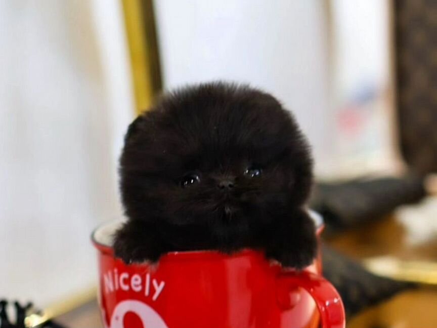 Самый маленький микро черный померанский шпиц