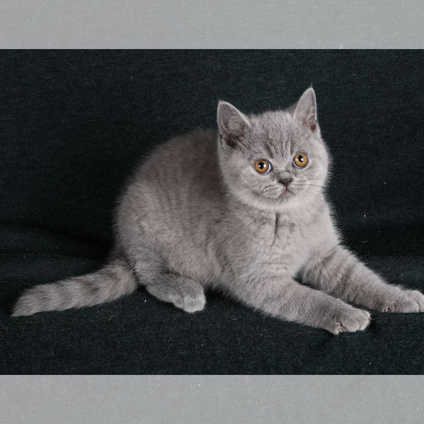 Британские котята