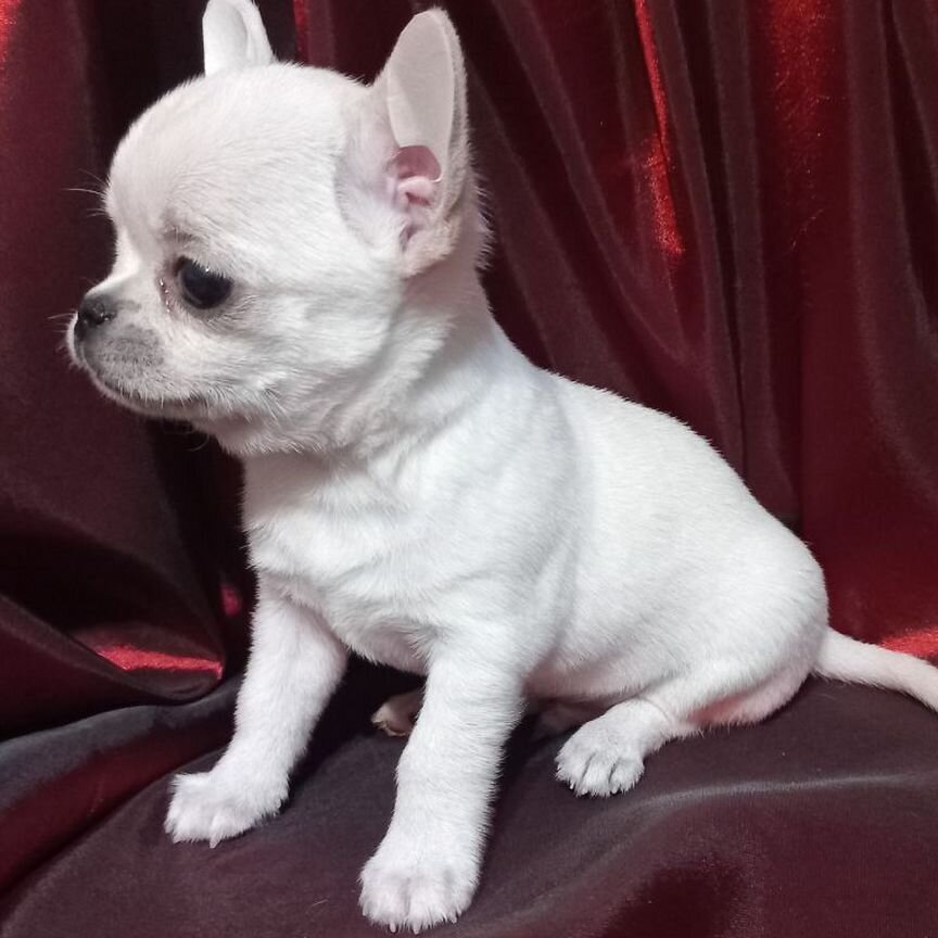 Щенки чихуахуа