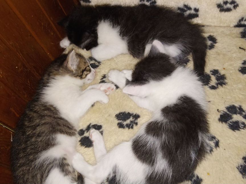 Котята в добрые руки