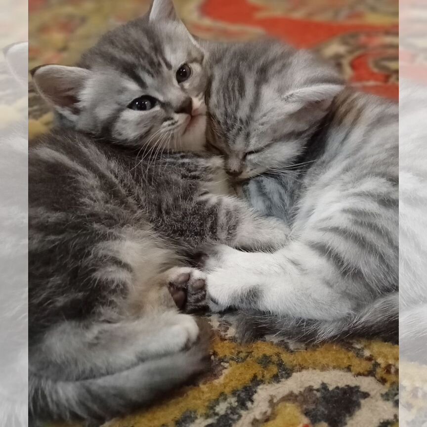 Шатланские котята