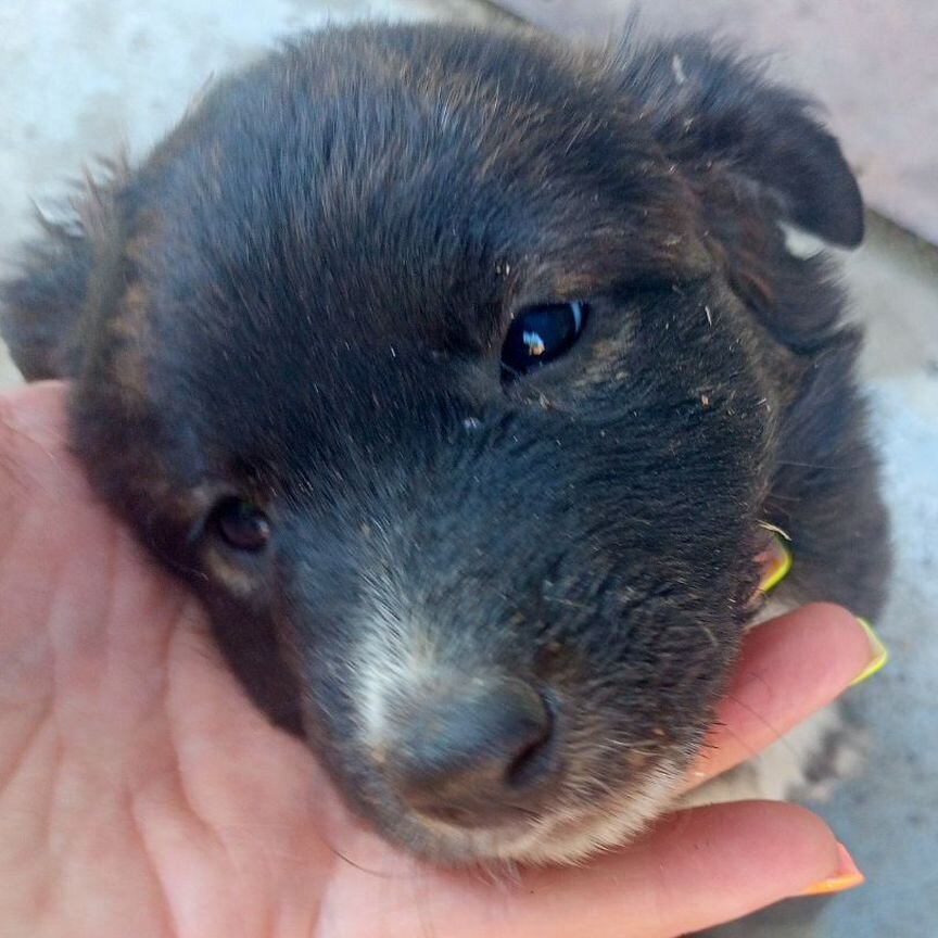 Котята и щенки бесплатно