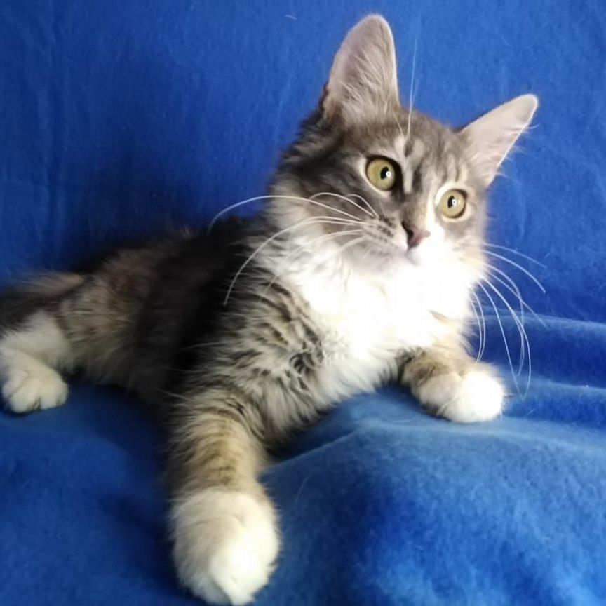 Кошка в дар в добрые руки бесплатно