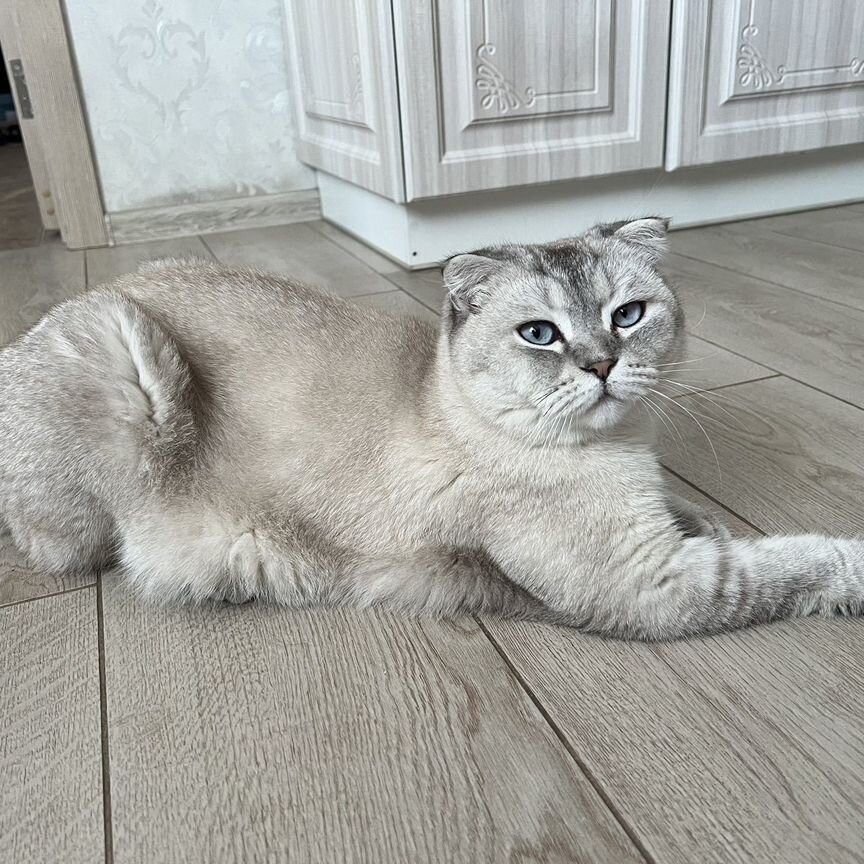 Кот шотланский блю поинт в добрые руки