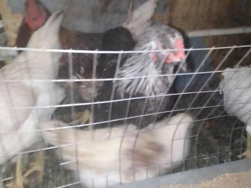 Куры молодки несушки