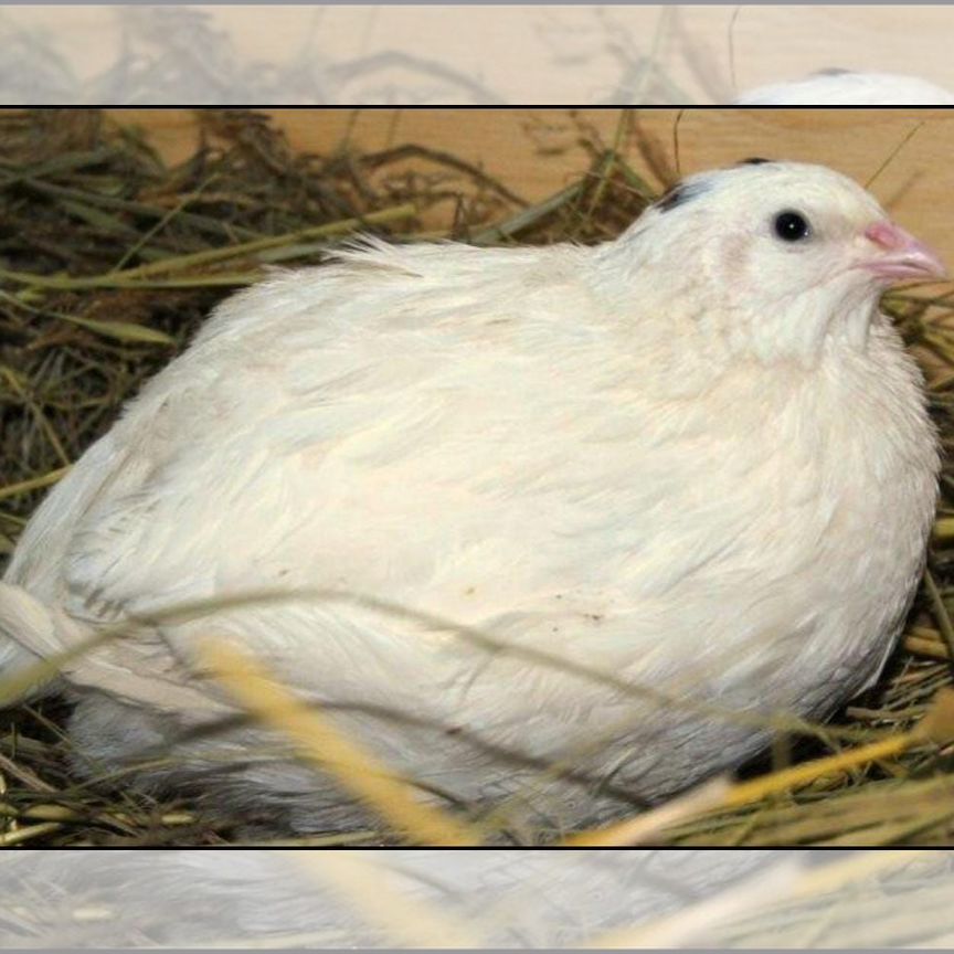 Перепела продажа