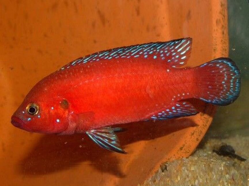 Хемихромис Ексул