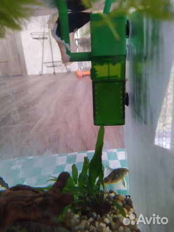 Сомик крапчатый коридорас