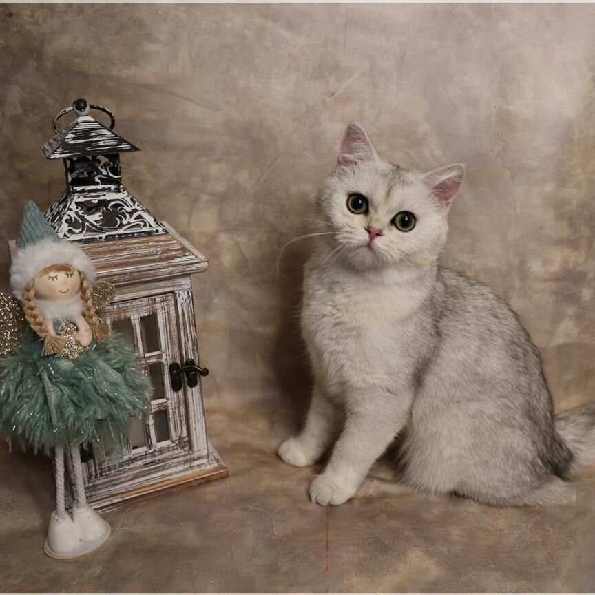 Шотландский прямоухий короткошёрстный котёнок