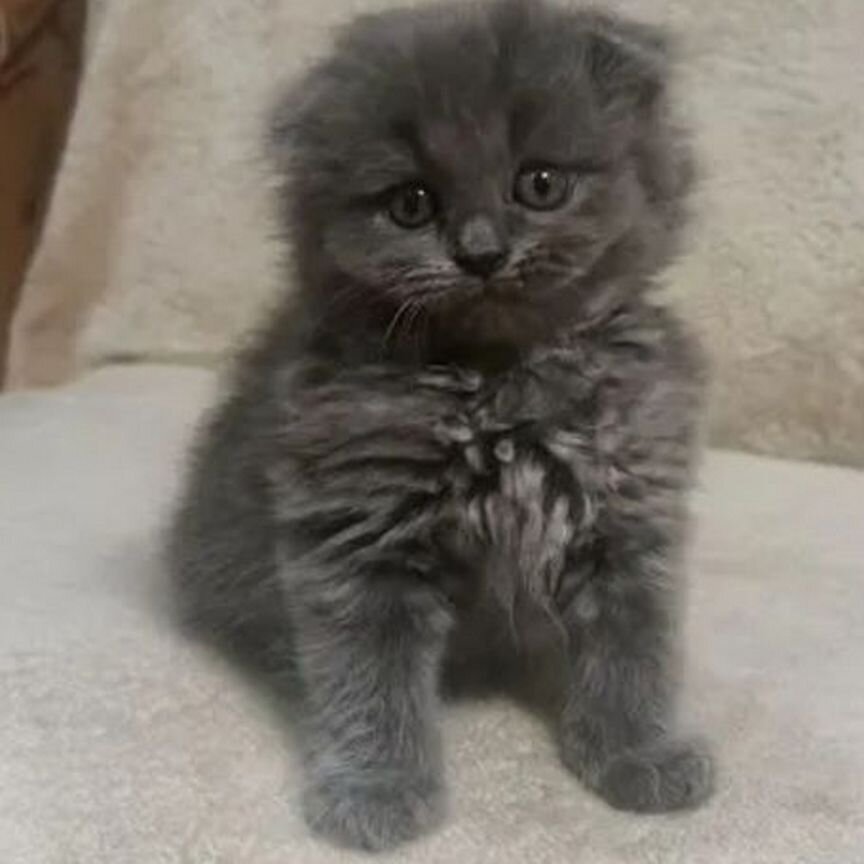 Шотландский вислоухий длинношёрстный котёнок