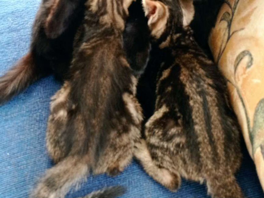 Девочка метис от бенгала