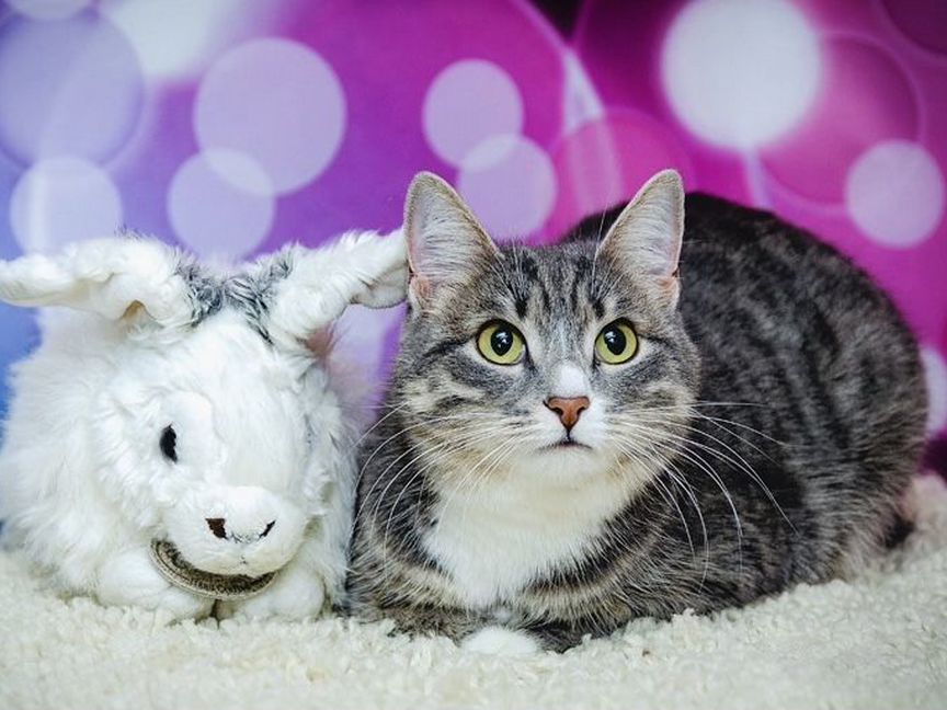 Вета ищет родителей, котодевочка 1 год