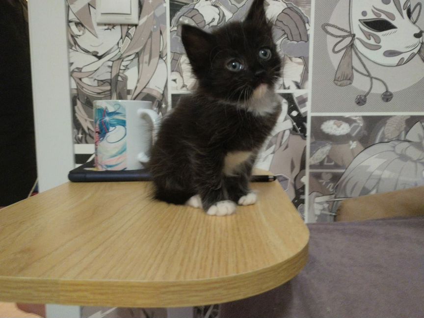 Котенок девочка