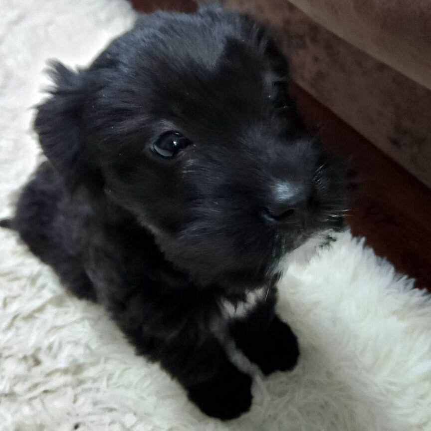 Эрдельтерьер, щенок