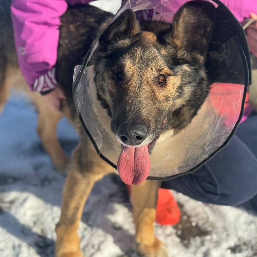 Собака в добрые руки