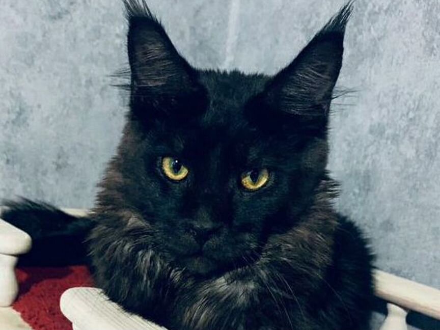 Котята мейн-кун